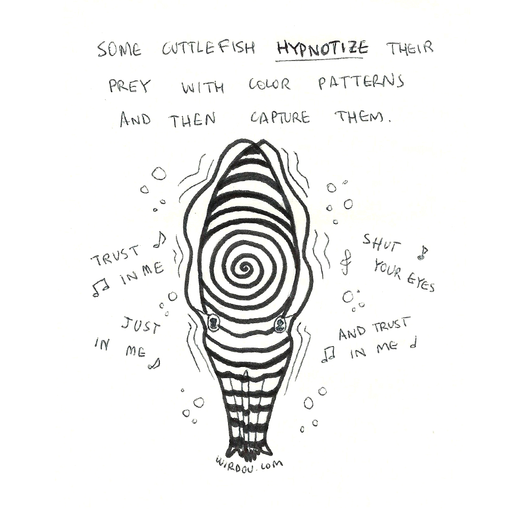 cuttlefish-hypnosis – WIRDOU