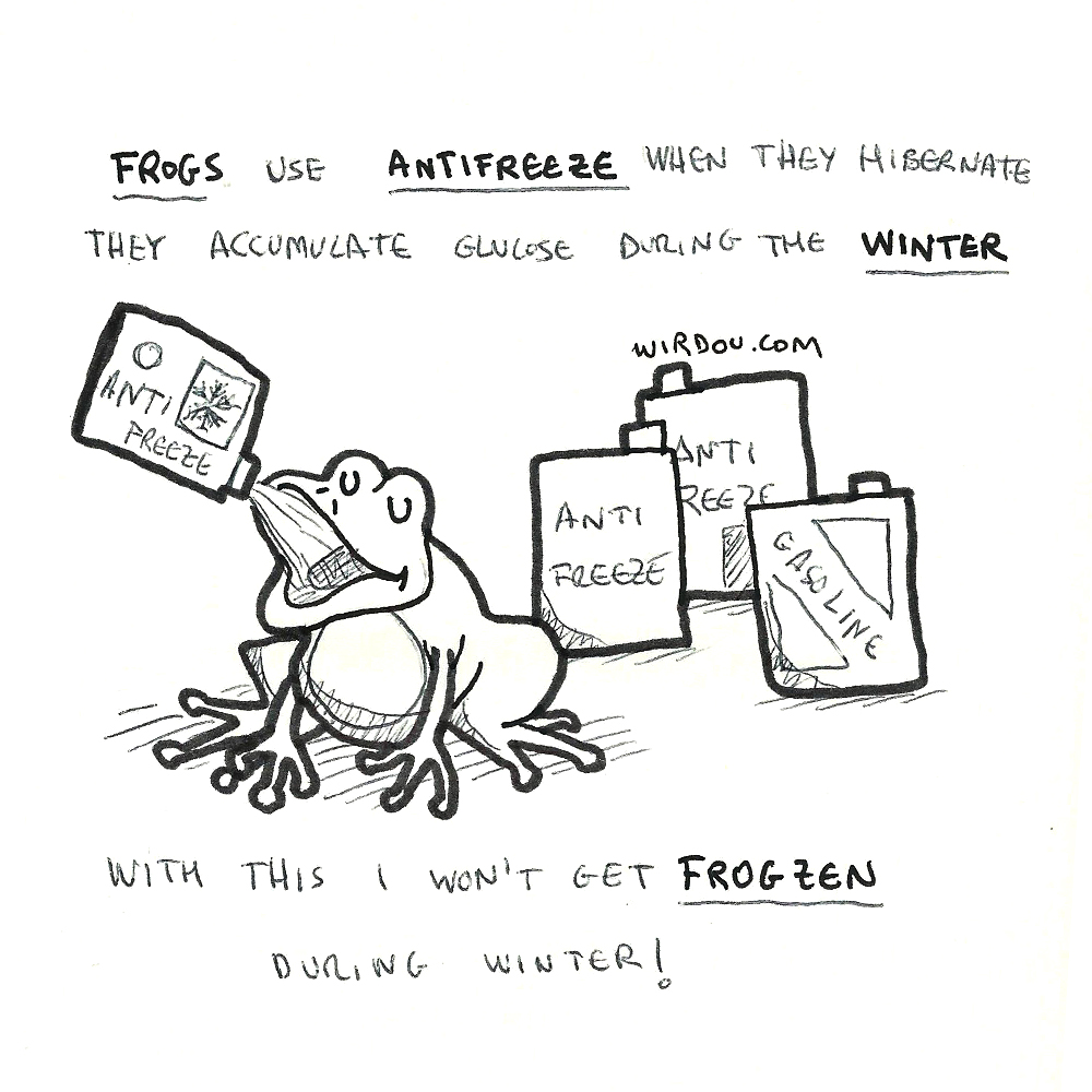 frog-antifreeze – WIRDOU